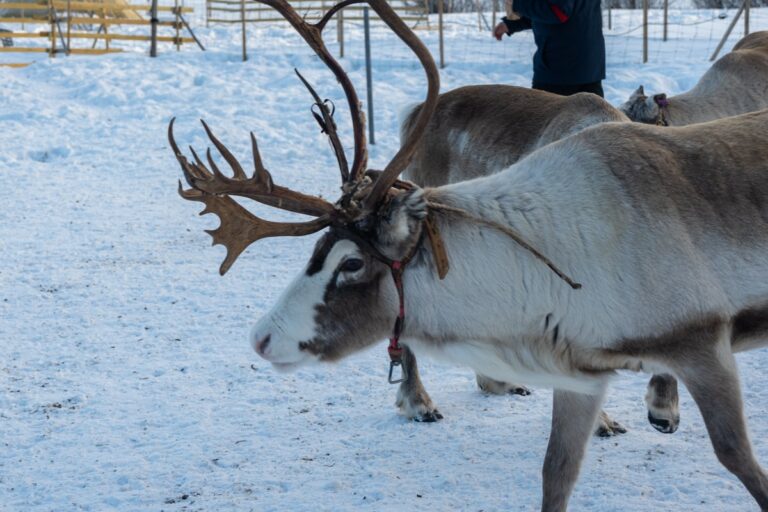 Jukkasjarvi Sami Museum in Kiruna: what to see & information